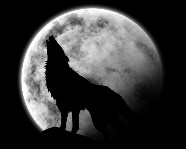 Loup hurlant a la lune Loup hurlant a la lune